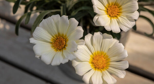 Flores parecidas a las margaritas: Alternativas originales - Croppit