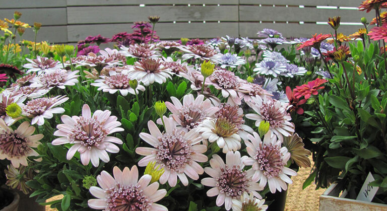 Flores parecidas a las margaritas: Alternativas originales - Croppit