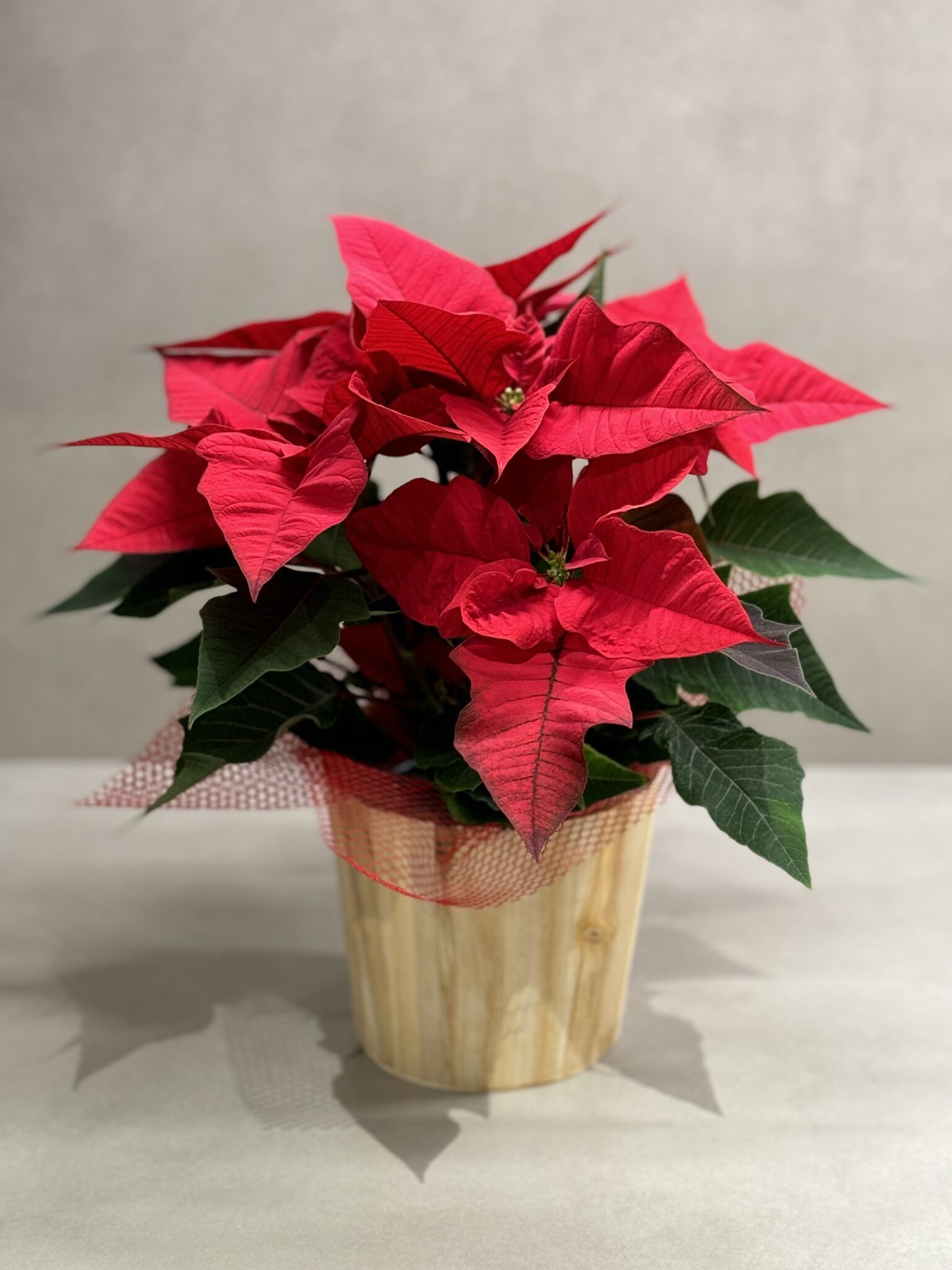 Christmas Box - Croppit